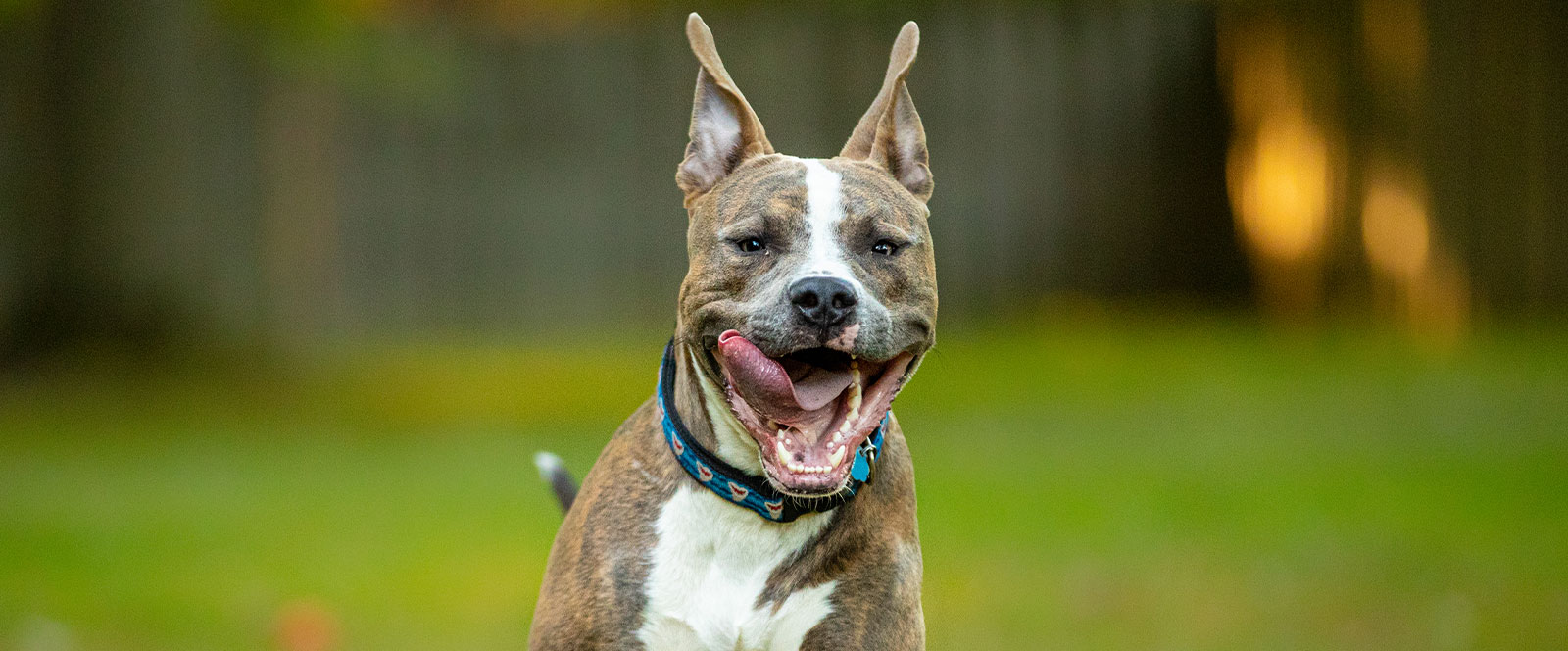 Bizzys Blog | How to Photograph Your Dog